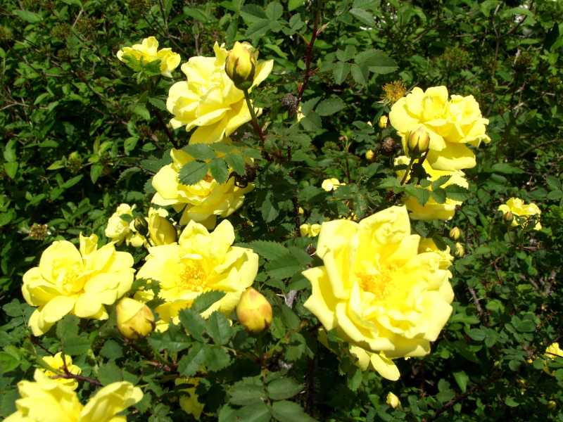 Toijalan Taimitarha Oy - Hinnasto:Koristepensaat